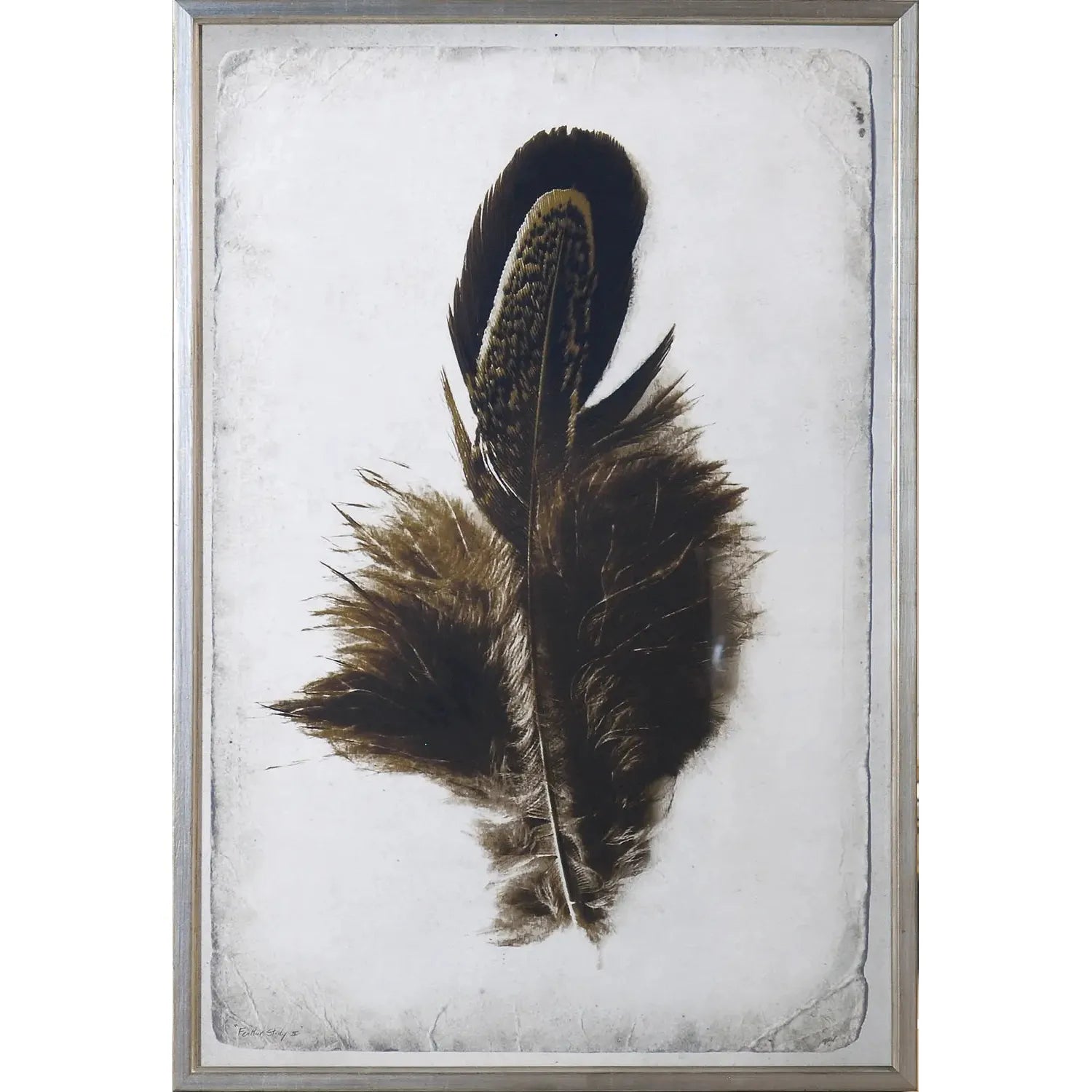 Feather Study II – MYHome Furniture