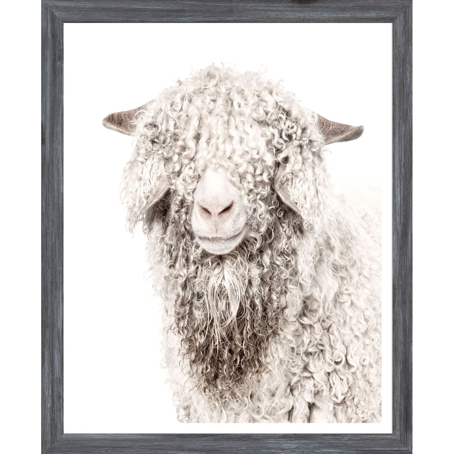 Angora Goat - Mini - Grey – MYHome Furniture